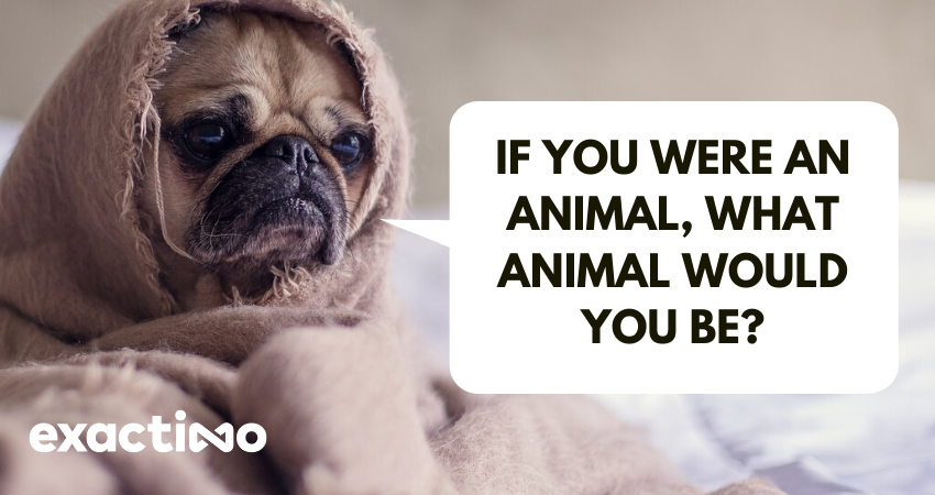 30 Answers for 'What Animal Would You Be and Why' [Tool] - Interview ...